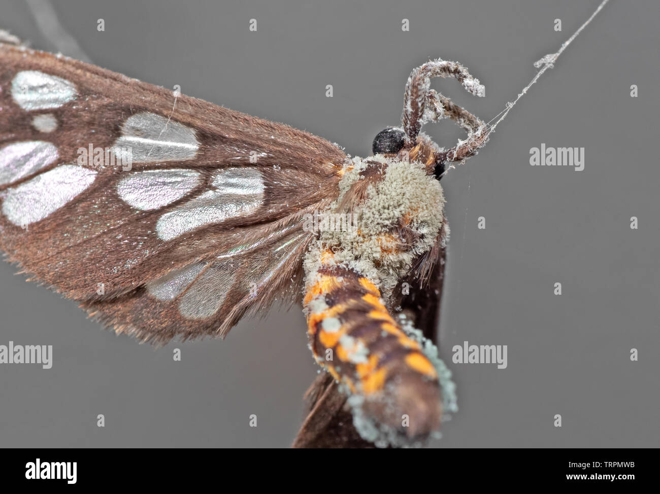 Macro Photography of Carcass of Moth Stuck on The Spider Web Stock ...