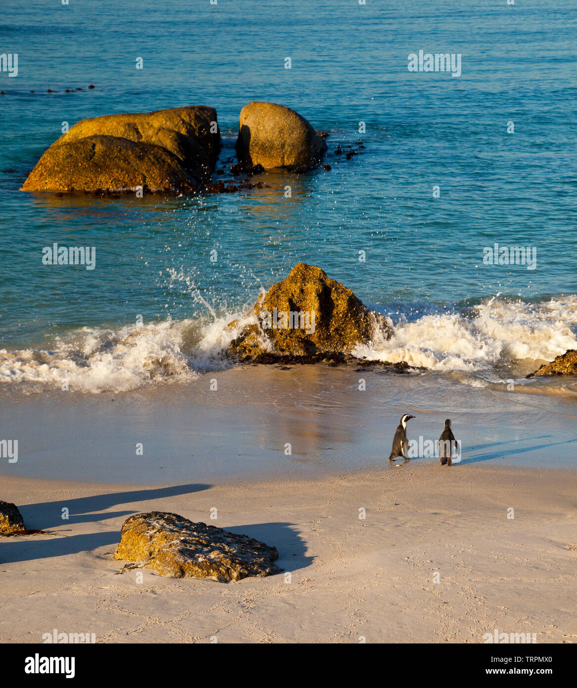 AFRICAN PENGUIN, False Bay, South Africa, Africa Stock Photo - Alamy