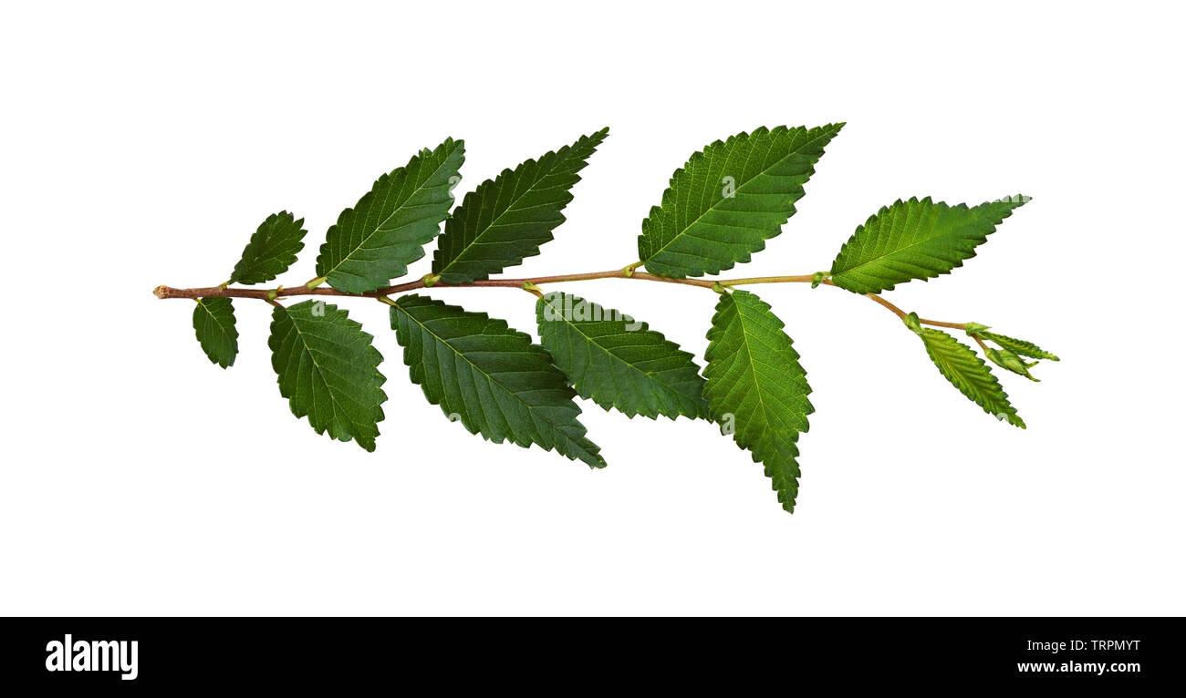 Fresh branch with green leaves isolated on white background Stock Photo ...