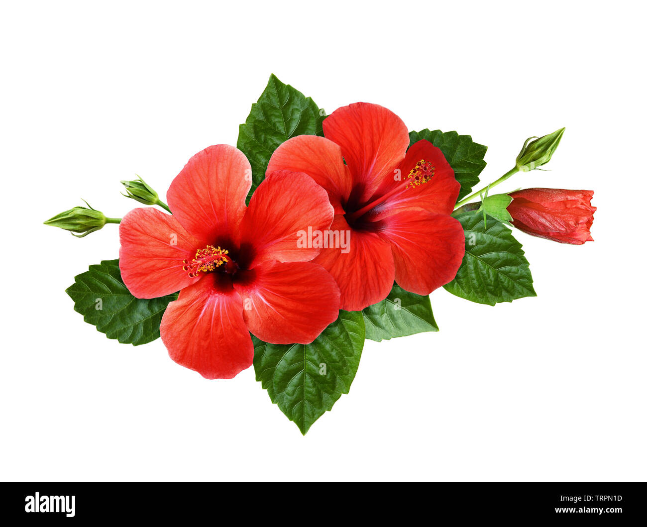 Composition fresh tropical flowers Cut Out Stock Images & Pictures - Alamy