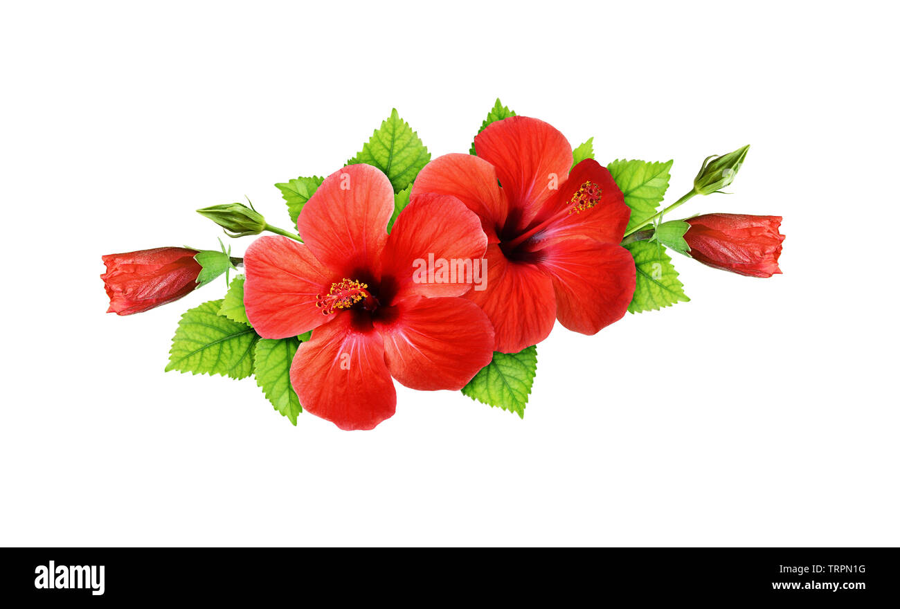 Composition fresh tropical flowers Cut Out Stock Images & Pictures - Alamy