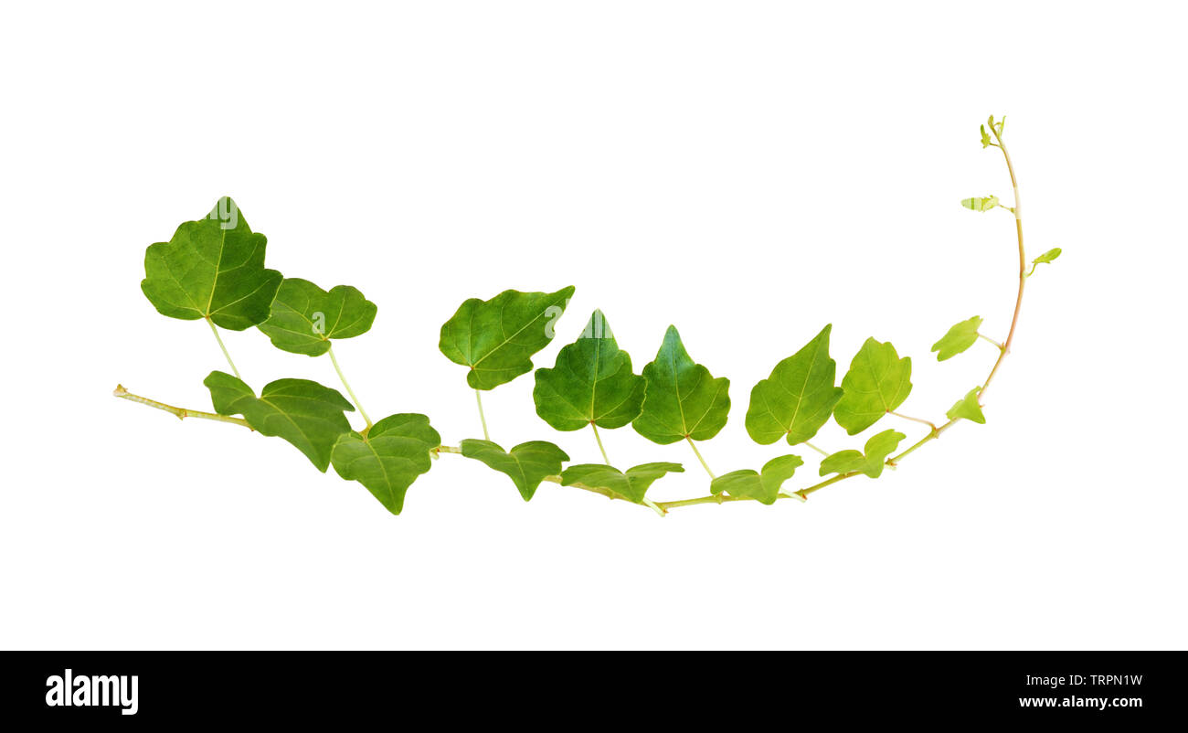 Closeup of waved ivy twig with small green leaves isolated on white ...