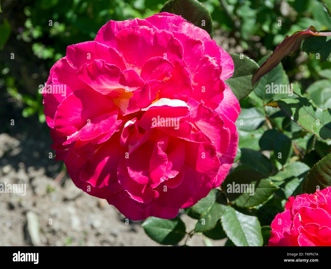 Rose rosa bolchoi hi-res stock photography and images - Alamy