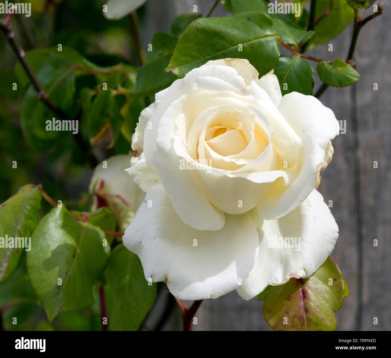 Rose 'Madame Jules Bouché Stock Photo - Alamy
