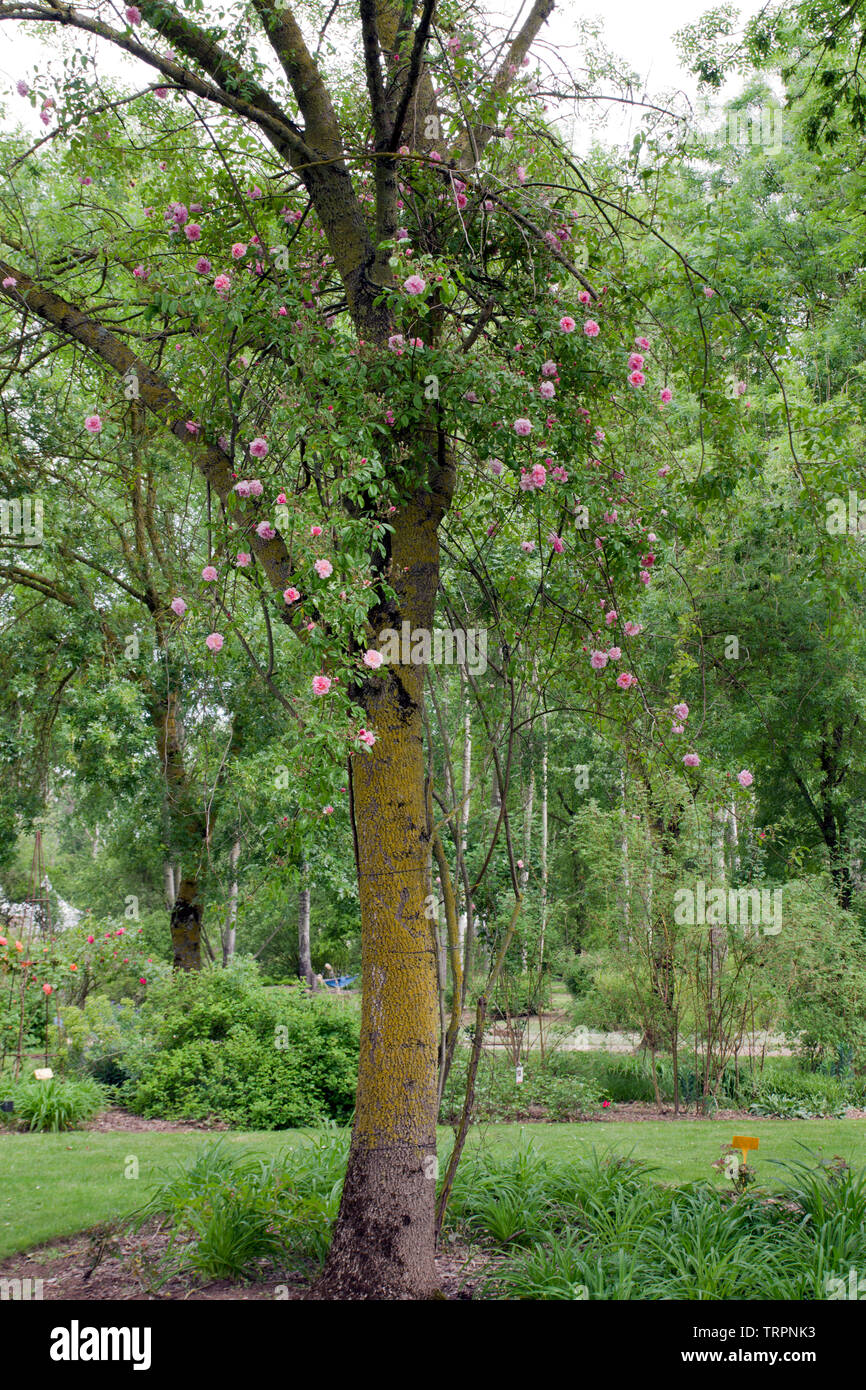 Multiflora rose hi-res stock photography and images - Alamy