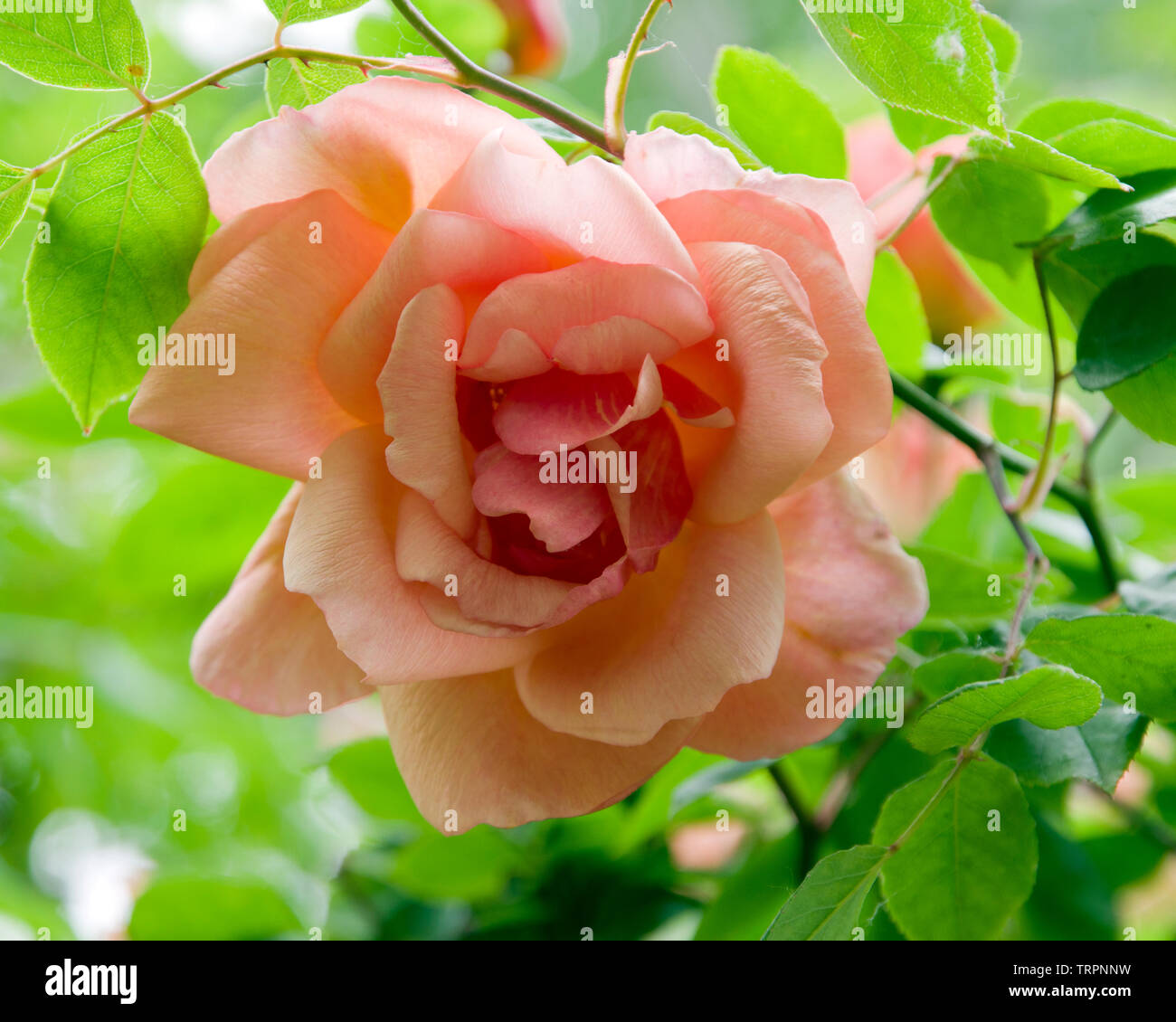 Soft rose bloom hi-res stock photography and images - Alamy