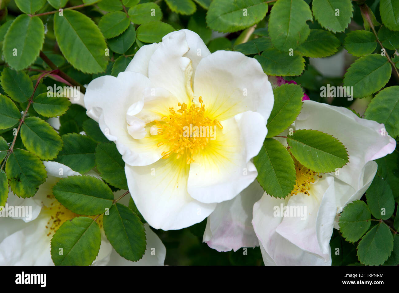 Bloom of rose hi-res stock photography and images - Alamy