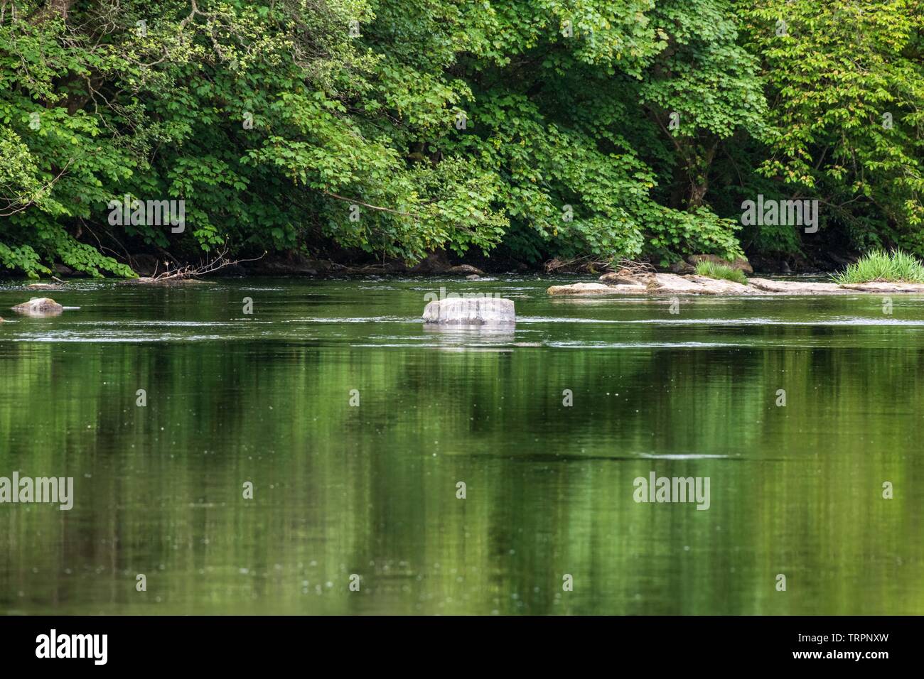 WATER reflection tree Stock Photo - Alamy