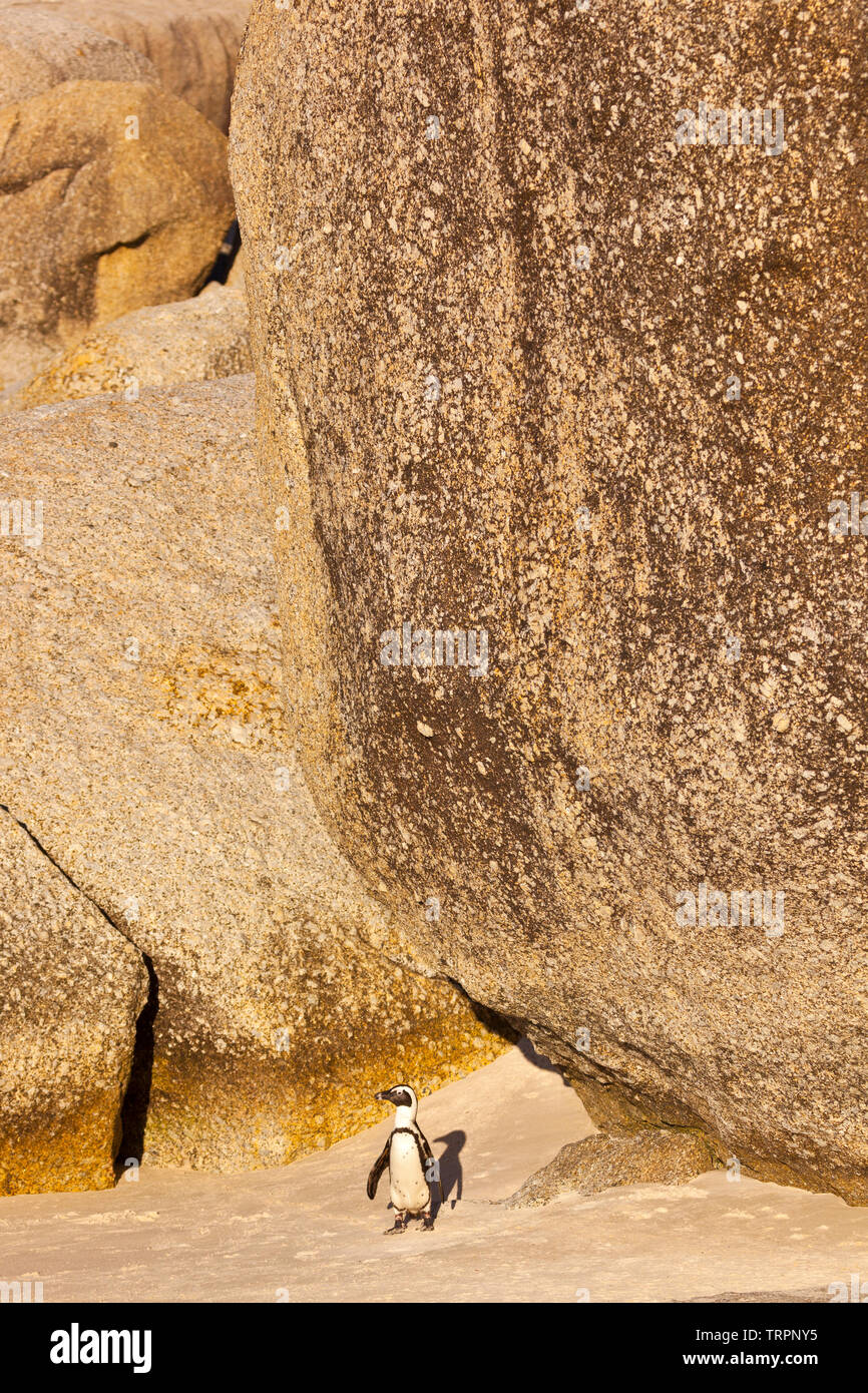 AFRICAN PENGUIN, False Bay, South Africa, Africa Stock Photo - Alamy