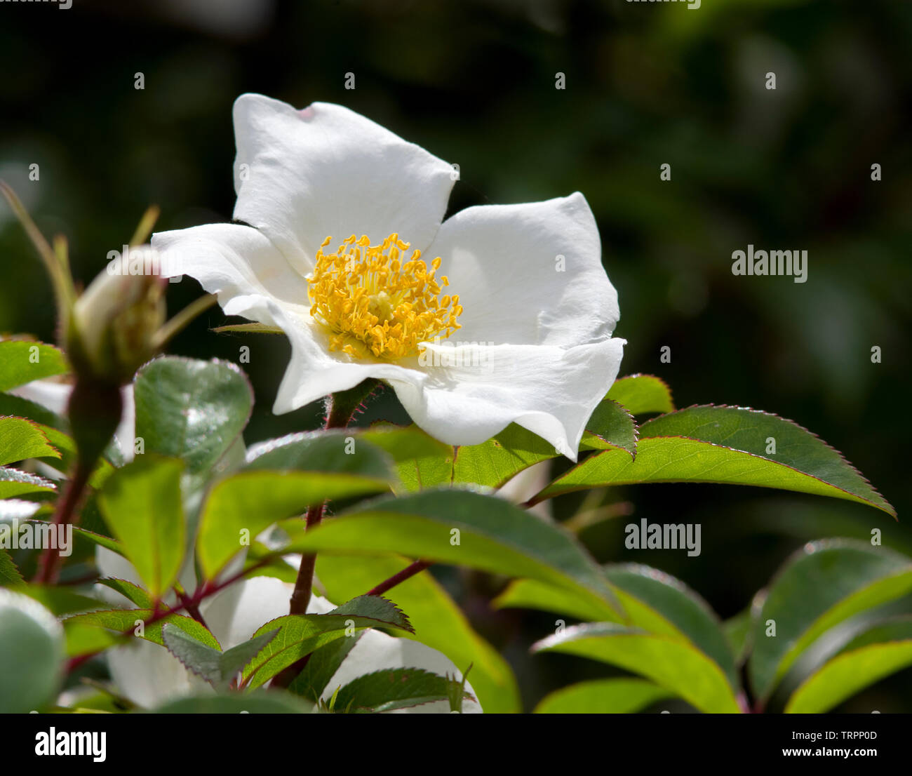 Burma rose hi-res stock photography and images - Alamy