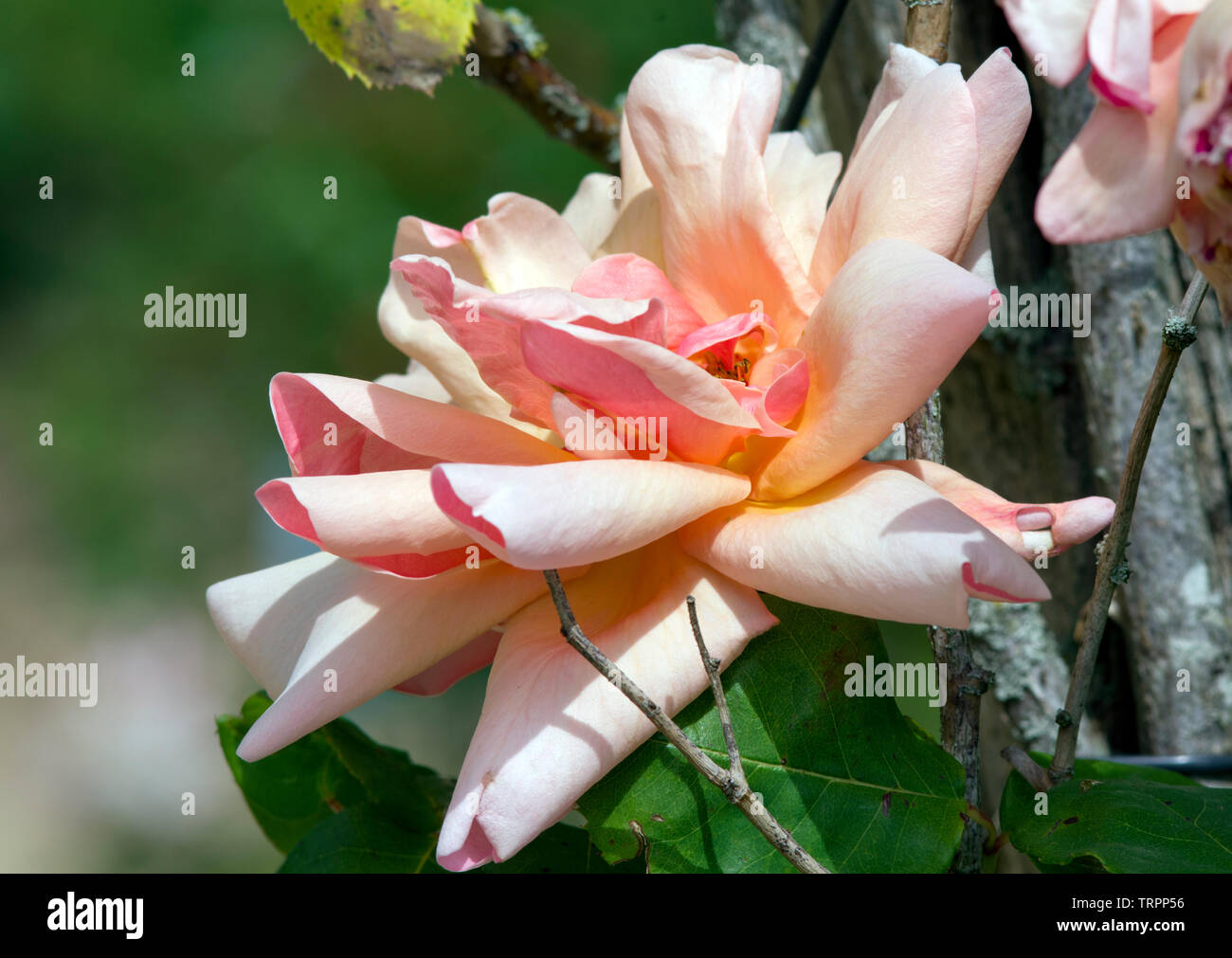 Rose Louis Pajotin Stock Photo - Alamy