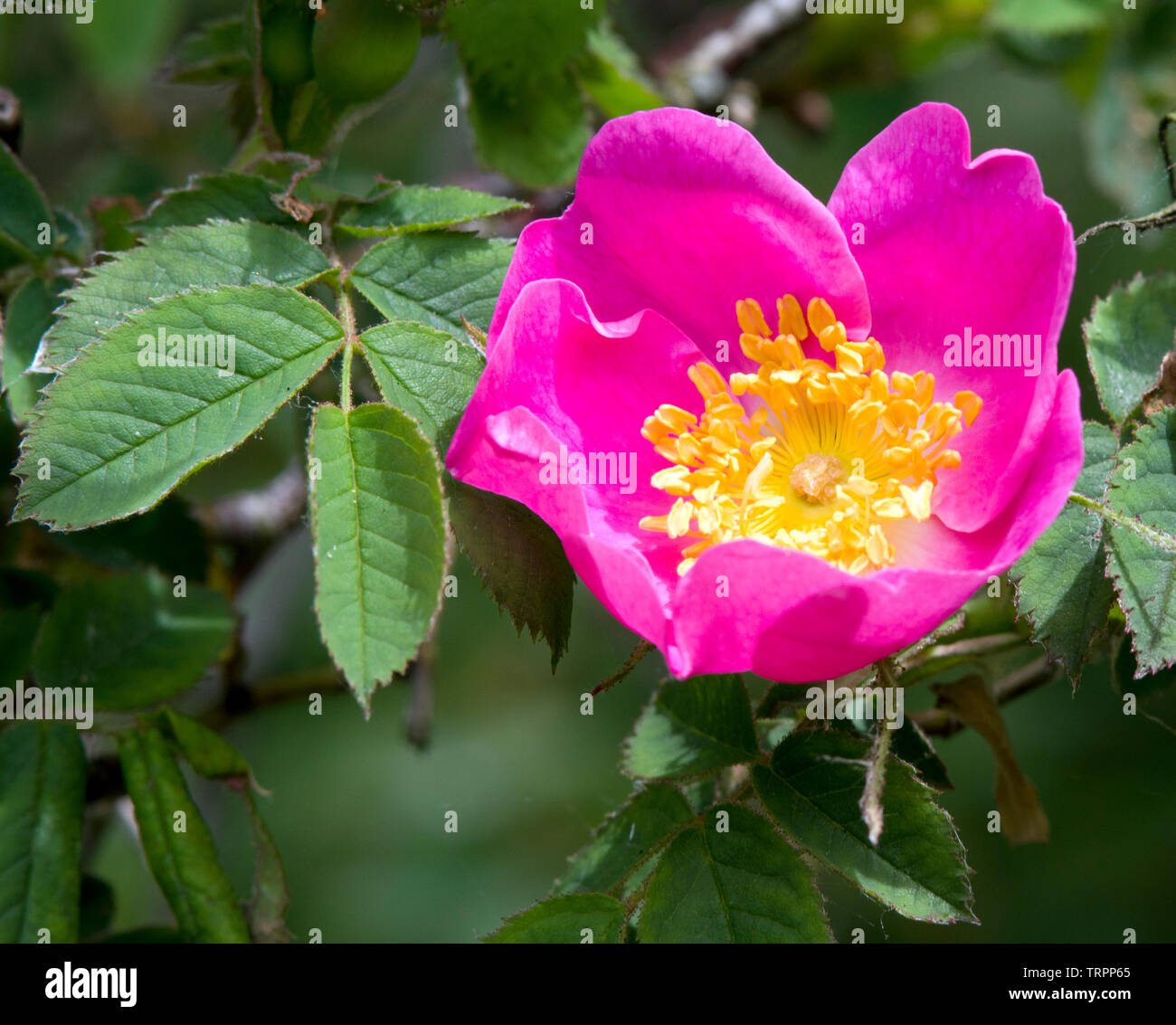 Rose Arthur Hillier Stock Photo - Alamy