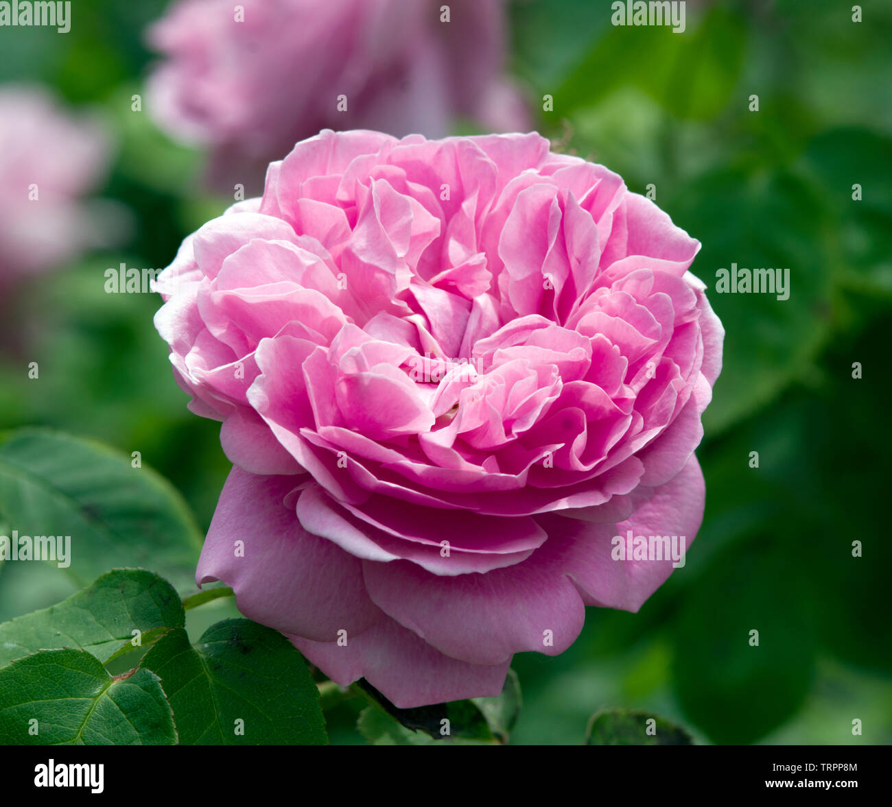 Mary rose garden hi-res stock photography and images - Alamy