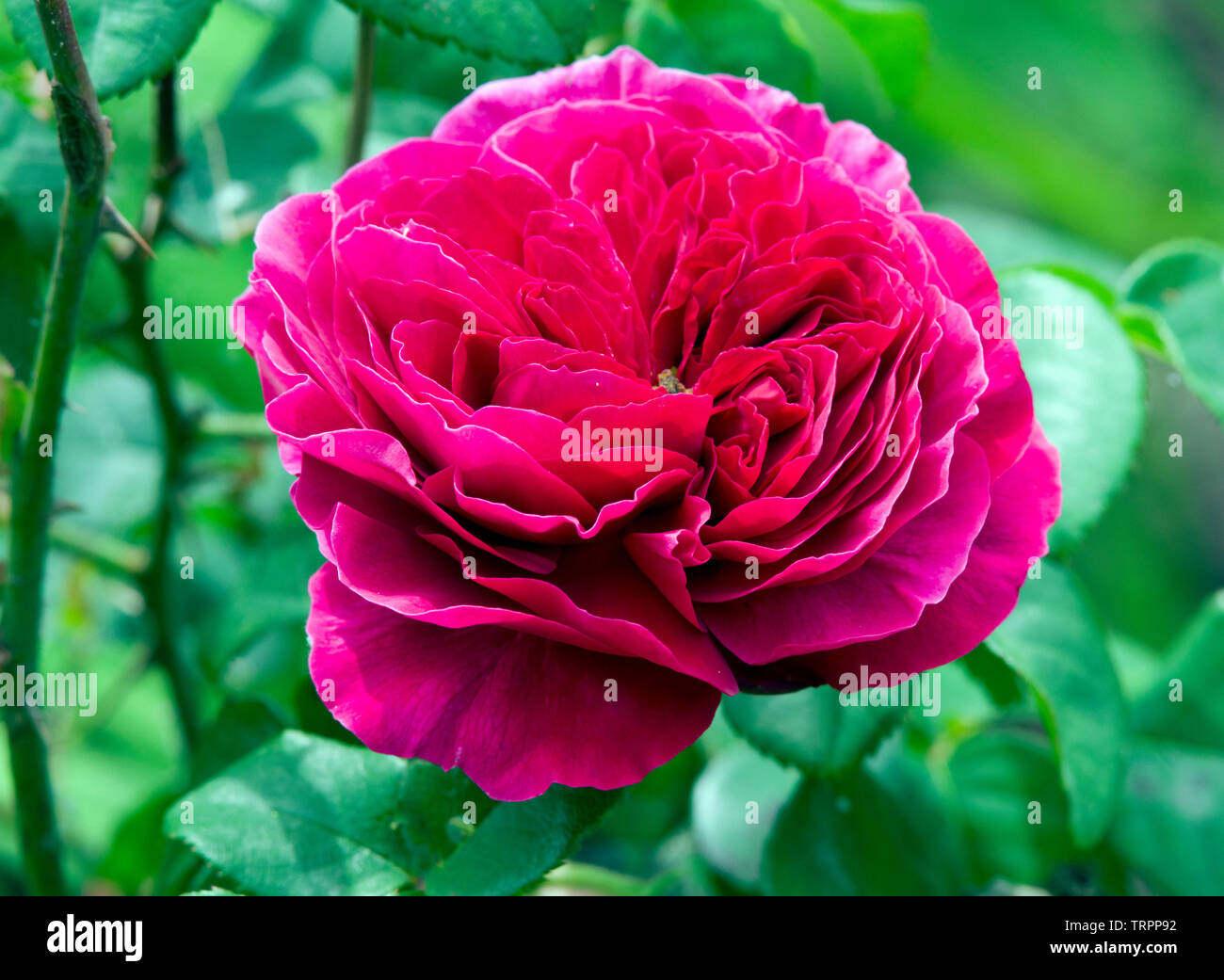 Rosa othello shrub rose hi-res stock photography and images - Alamy
