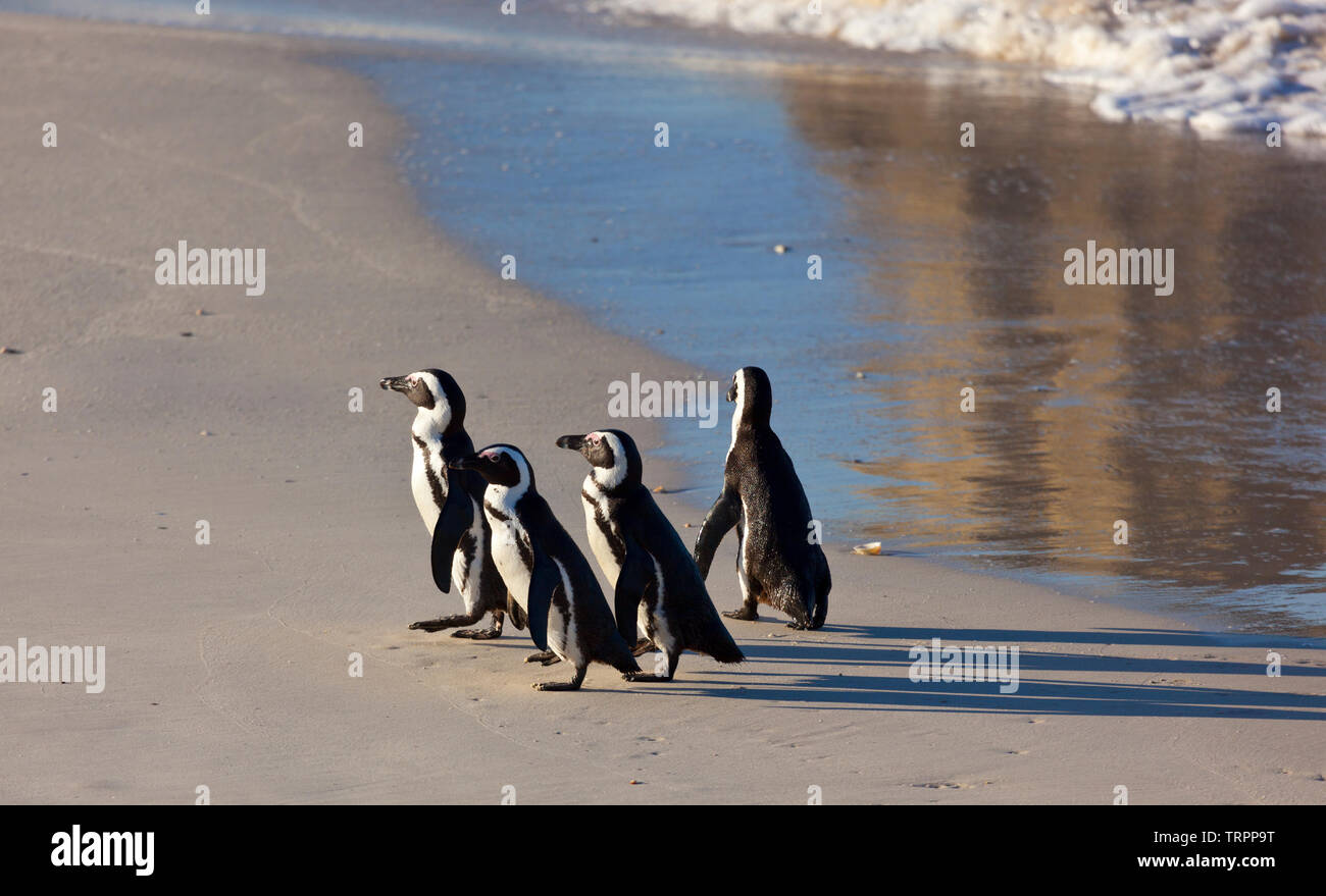 AFRICAN PENGUIN, False Bay, South Africa, Africa Stock Photo - Alamy