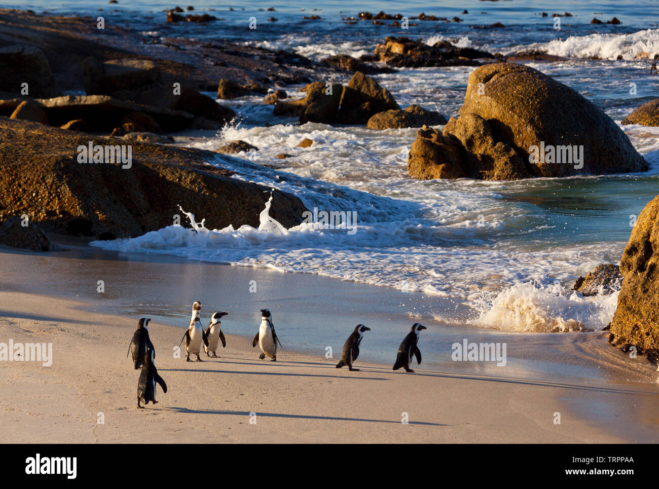 AFRICAN PENGUIN, False Bay, South Africa, Africa Stock Photo - Alamy
