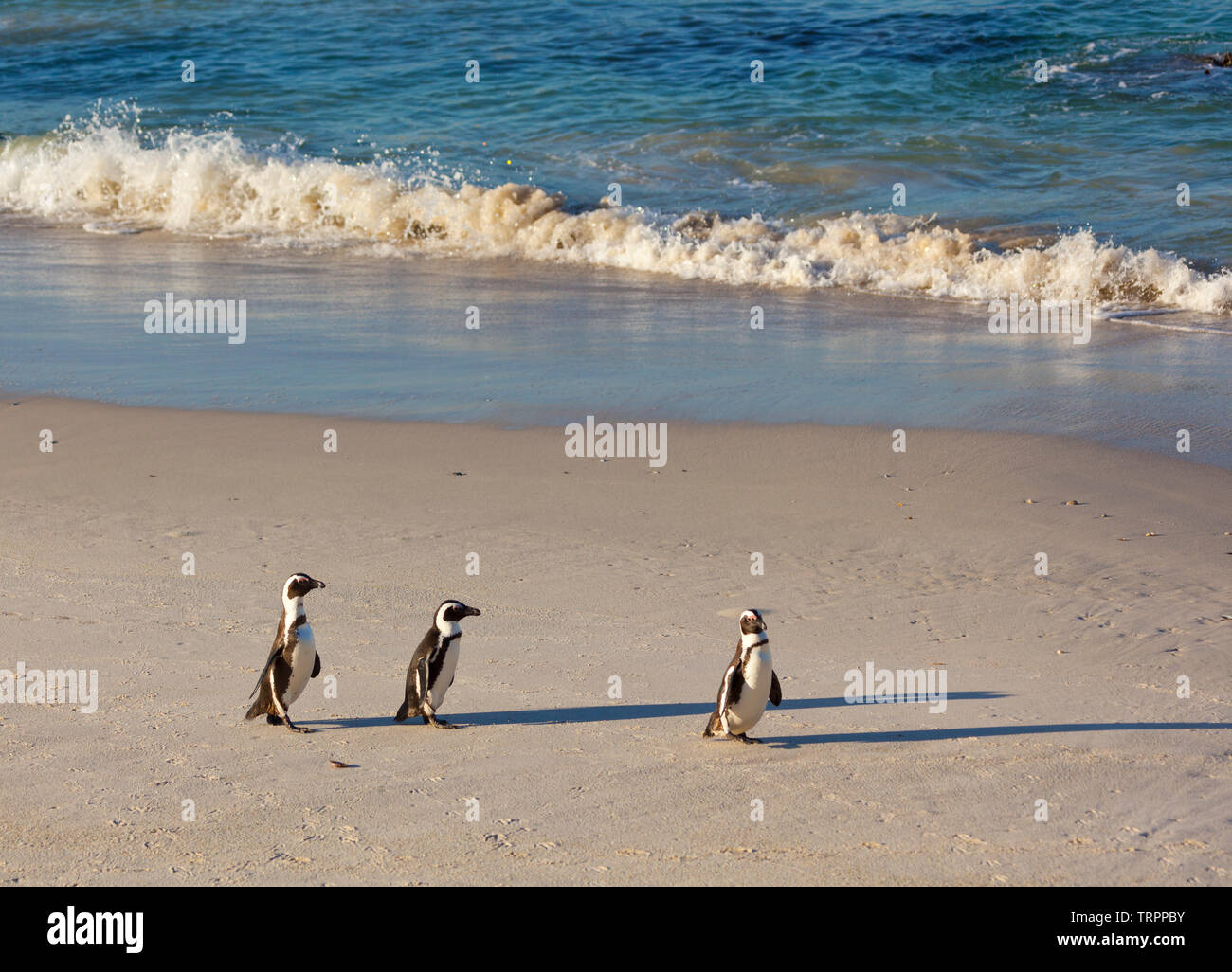 AFRICAN PENGUIN, False Bay, South Africa, Africa Stock Photo - Alamy