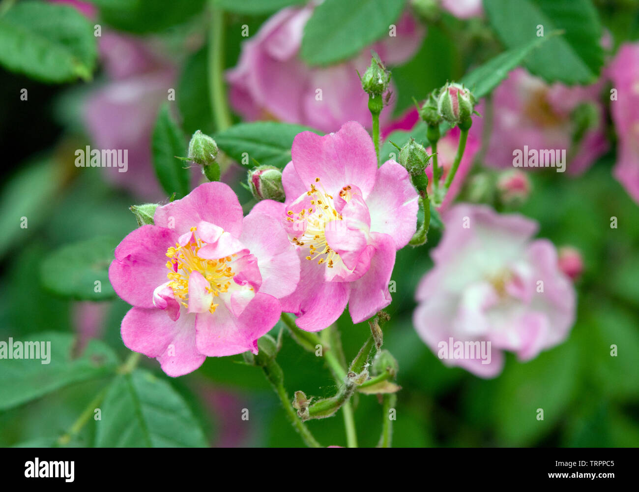 Euphrosyne hi-res stock photography and images - Alamy