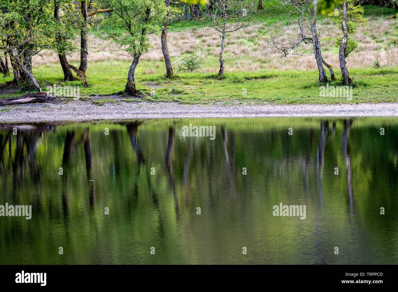 WATER reflection tree Stock Photo - Alamy
