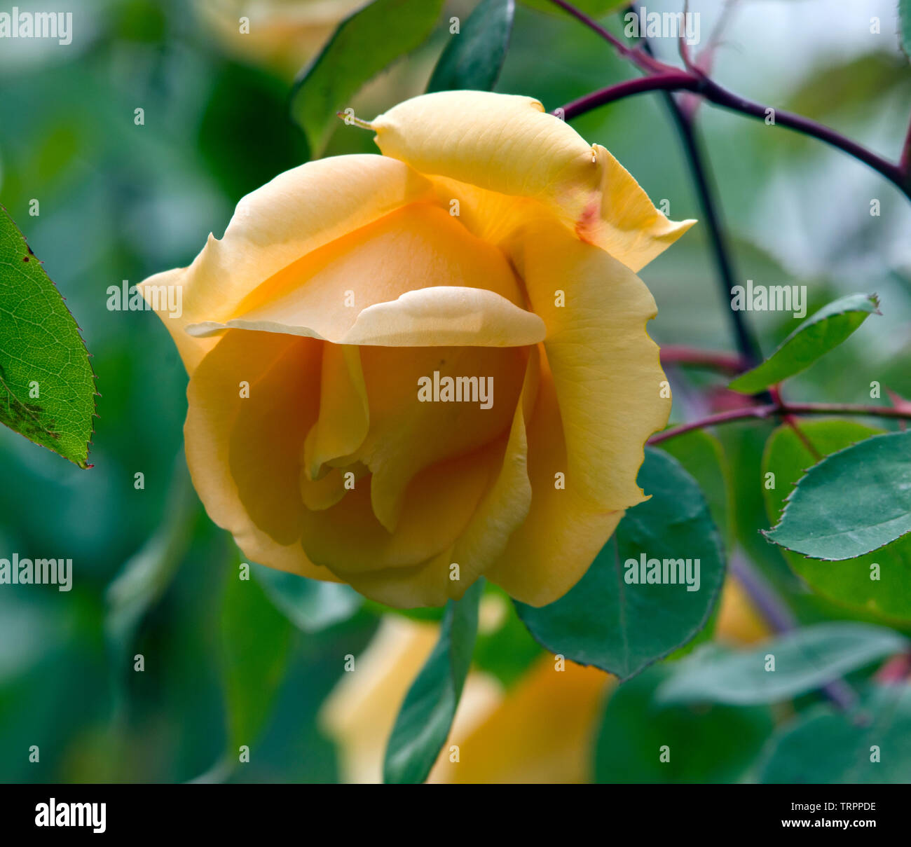 Rosa 'Lady Hillingdon Stock Photo - Alamy