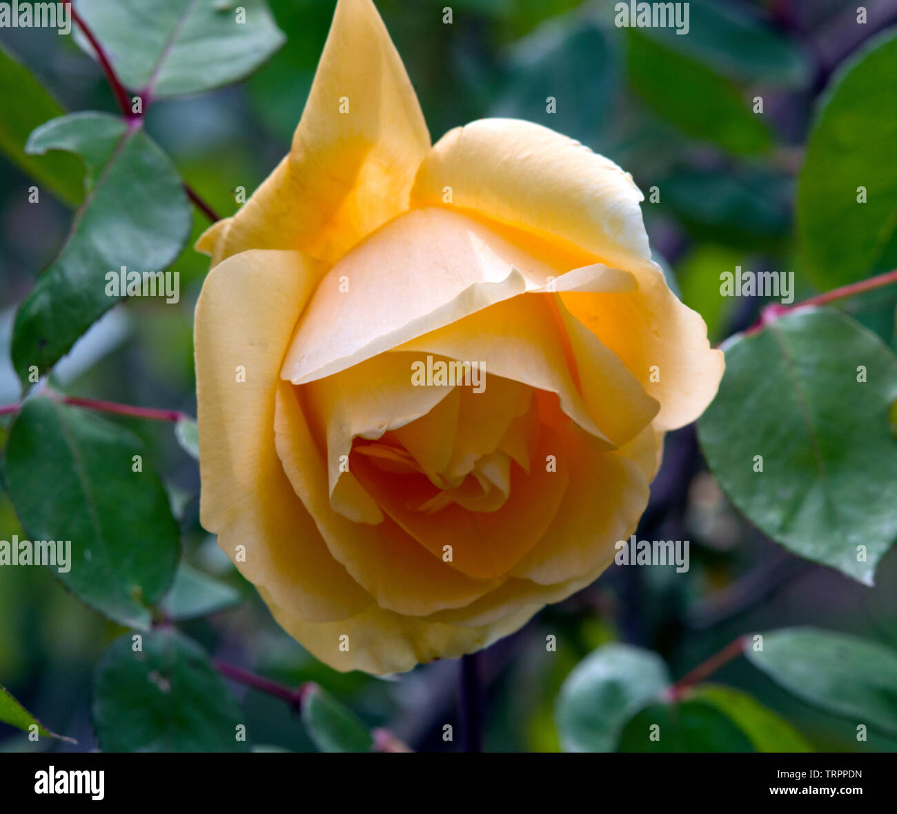 Rosa 'Lady Hillingdon Stock Photo - Alamy