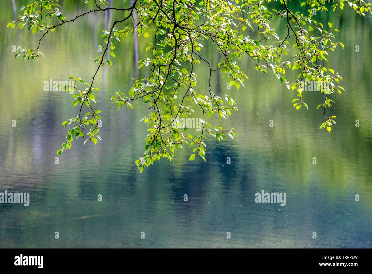WATER reflection tree Stock Photo - Alamy