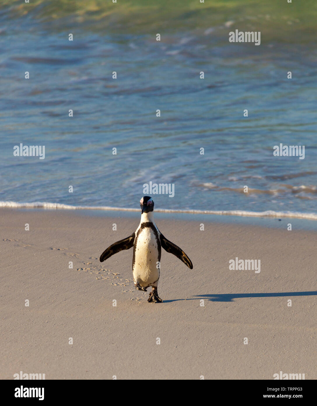 AFRICAN PENGUIN, False Bay, South Africa, Africa Stock Photo - Alamy