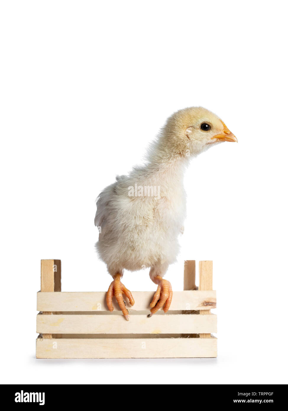 Cute baby chick sitting on edge of little wooden crate, facing front ...