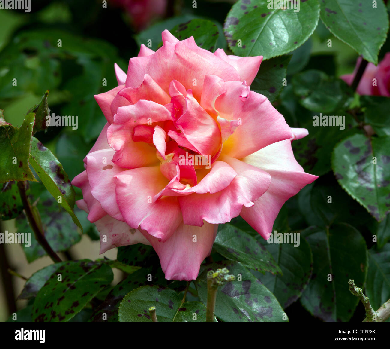 Compassion rose hi-res stock photography and images - Alamy