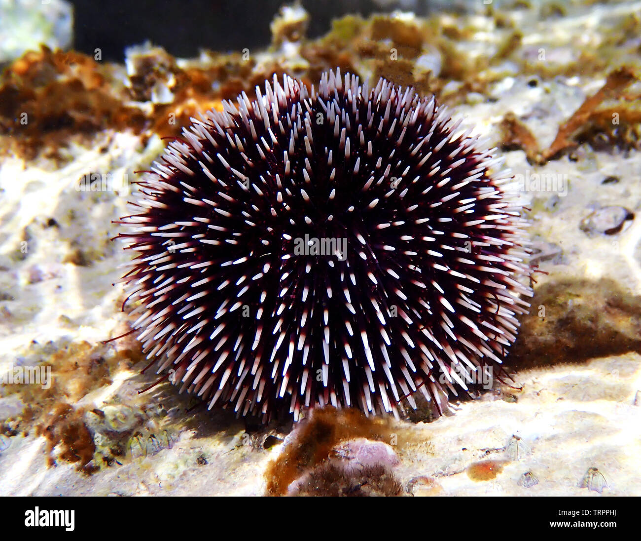 Mediterranean purple sea urchin - Sphaerechinus granularis Stock Photo ...