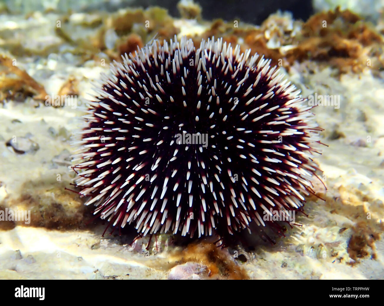Mediterranean purple sea urchin - Sphaerechinus granularis Stock Photo ...