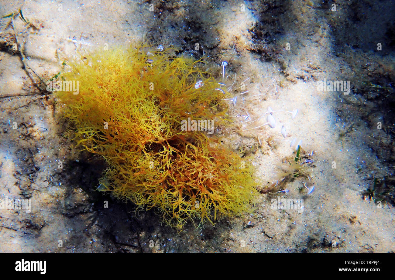 Yellow branched Mediterranean algae underwater shot Stock Photo - Alamy