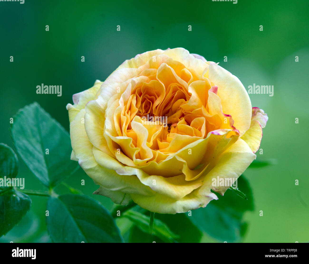 Alchymist hi-res stock photography and images - Alamy