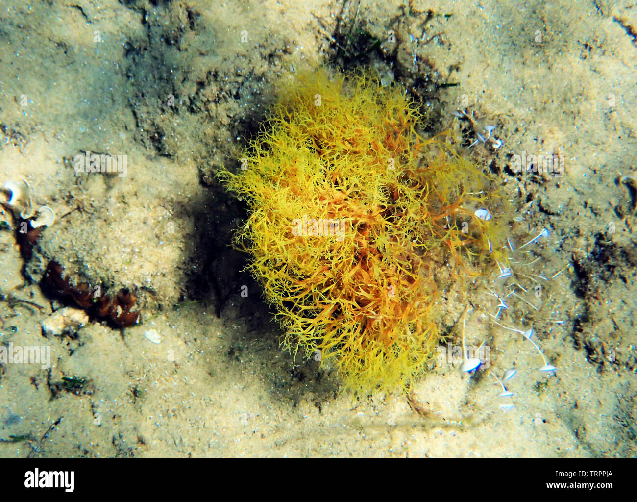 Yellow branched Mediterranean algae underwater shot Stock Photo - Alamy