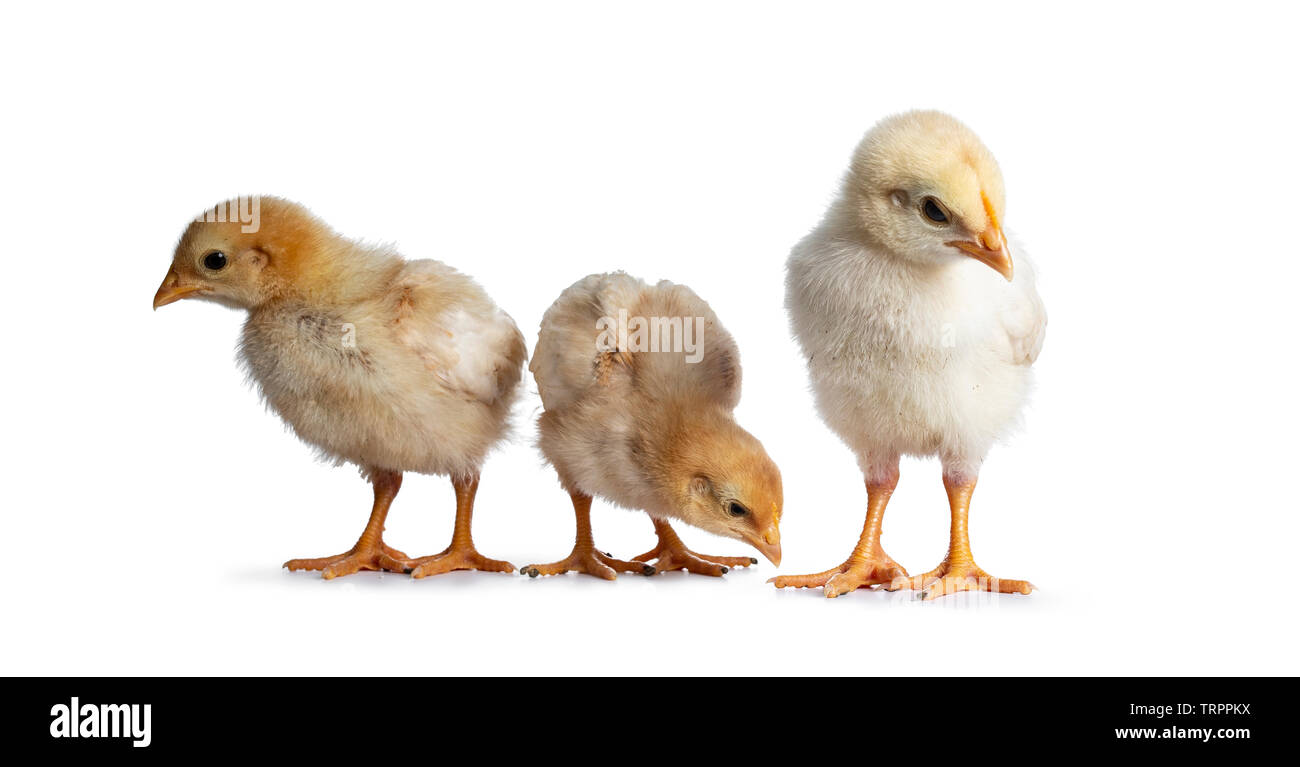 Group of 3 baby chicks sitting facing front in a row. Isolated on white ...