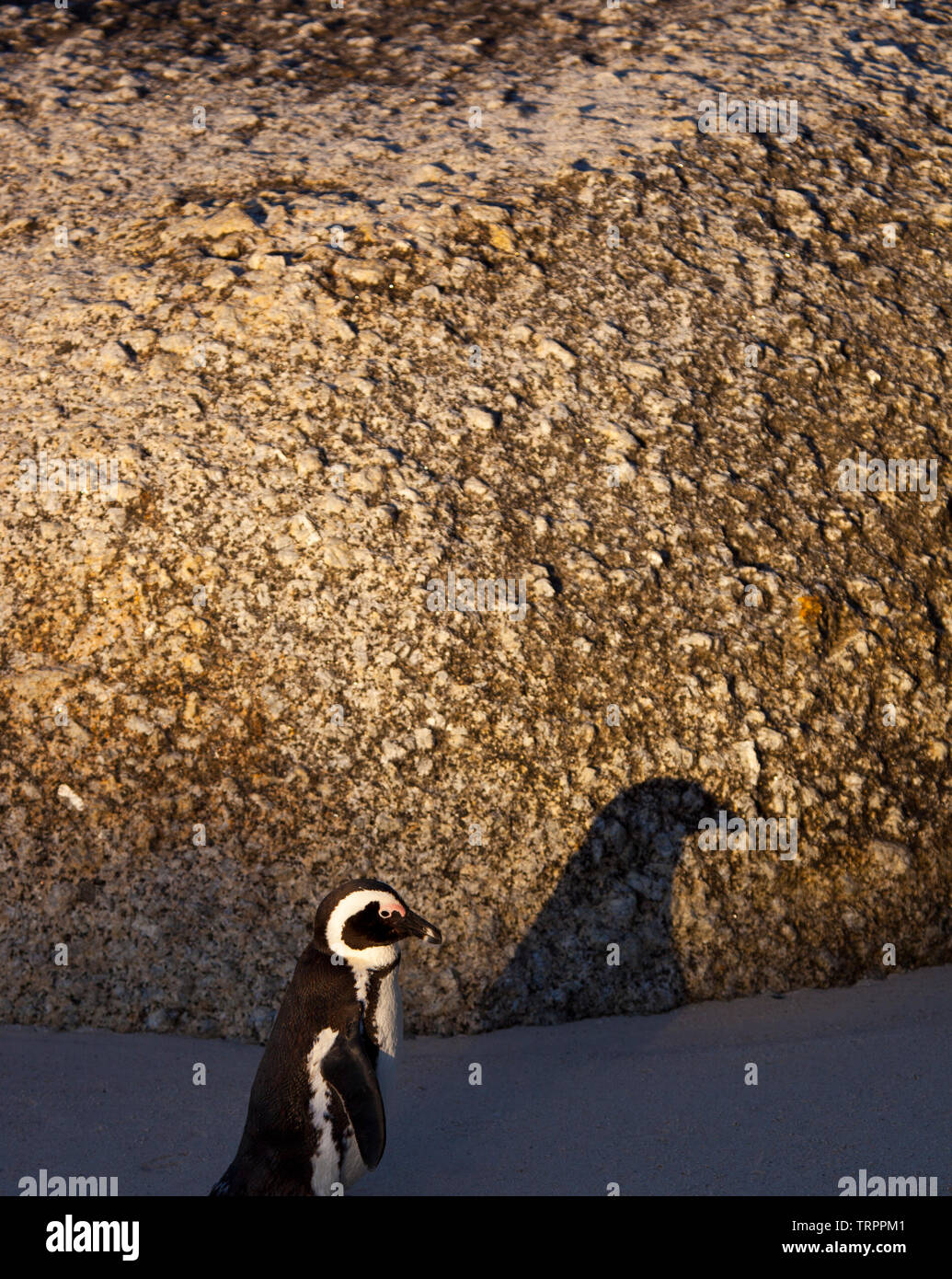 AFRICAN PENGUIN, False Bay, South Africa, Africa Stock Photo - Alamy