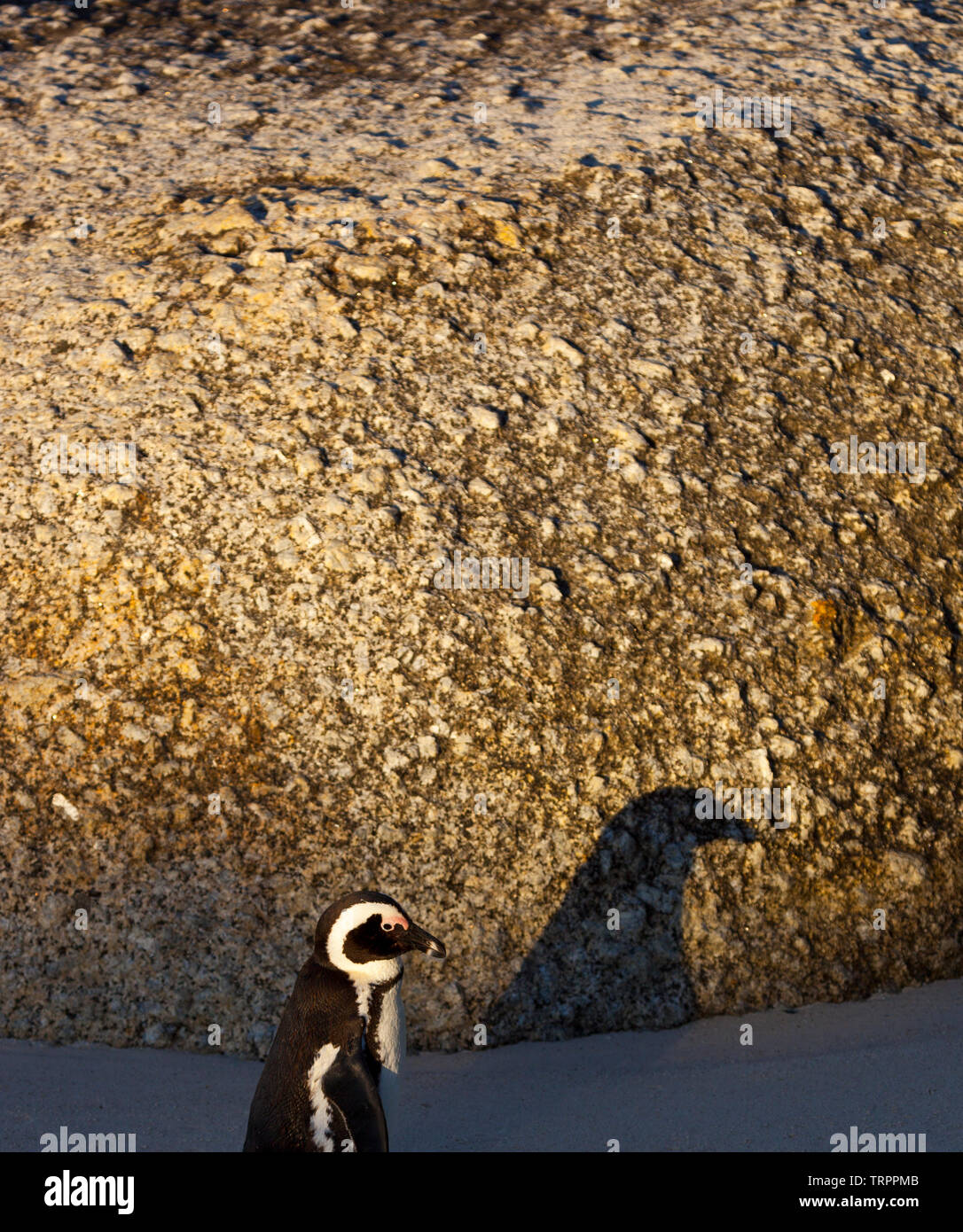AFRICAN PENGUIN, False Bay, South Africa, Africa Stock Photo - Alamy