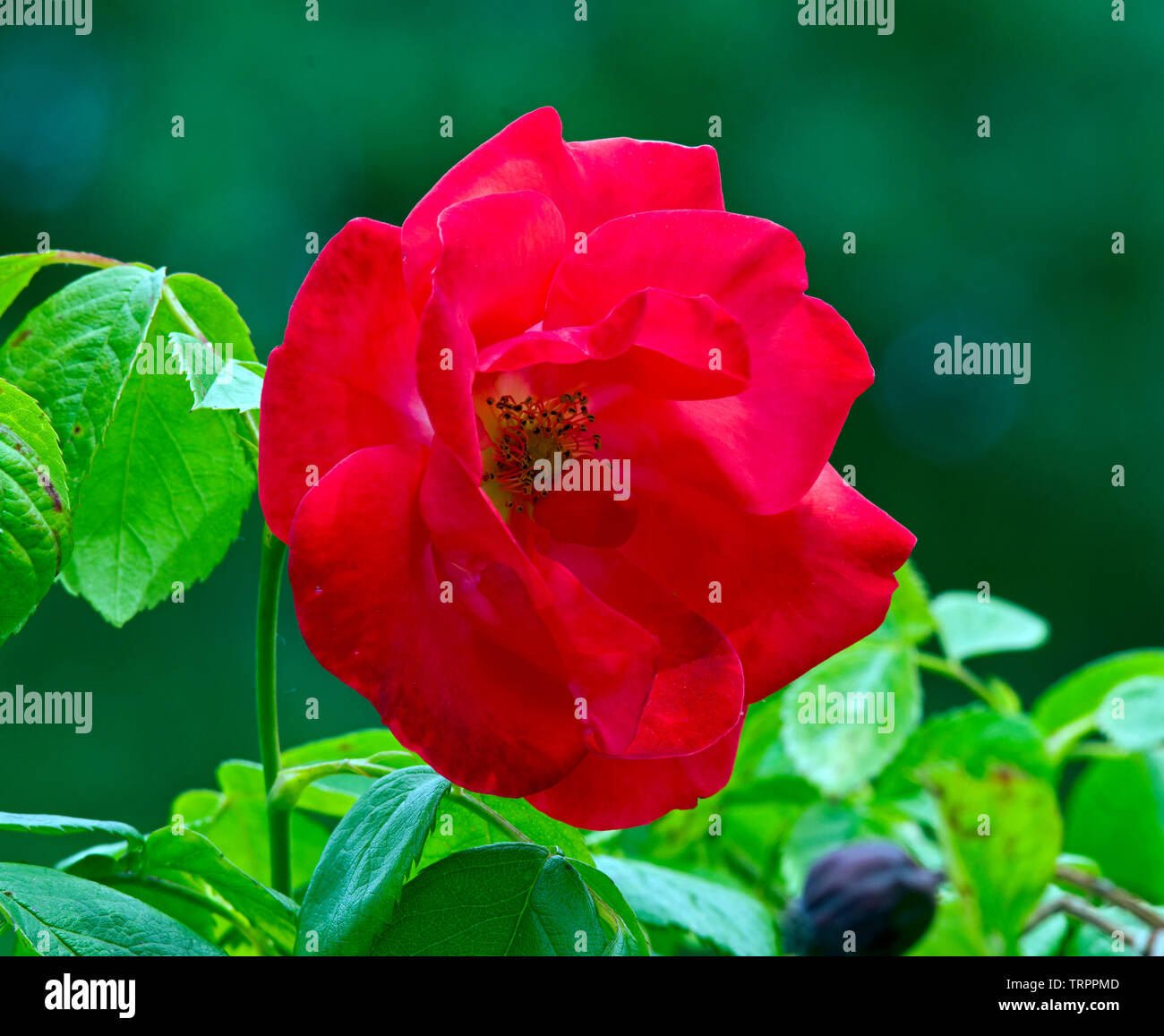 Fred loads rose hi-res stock photography and images - Alamy