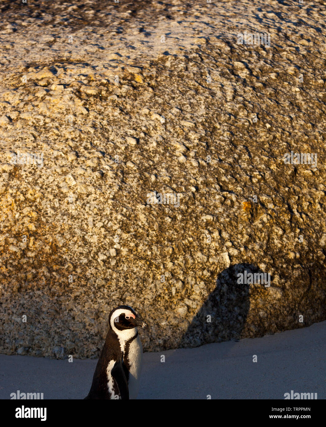 AFRICAN PENGUIN, False Bay, South Africa, Africa Stock Photo - Alamy