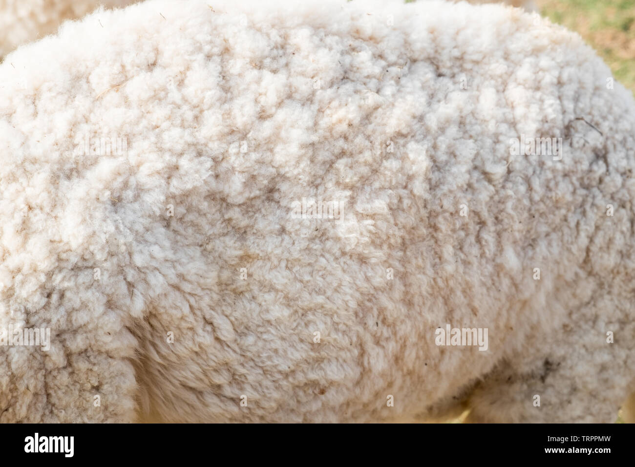 Wool sheep body close up texture Stock Photo - Alamy