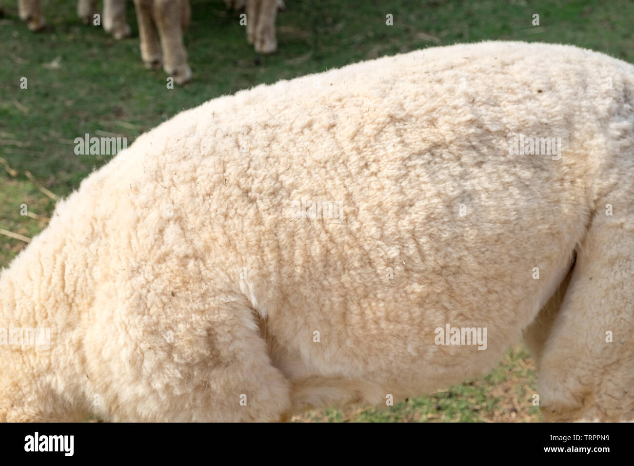 Wool sheep body close up texture Stock Photo - Alamy
