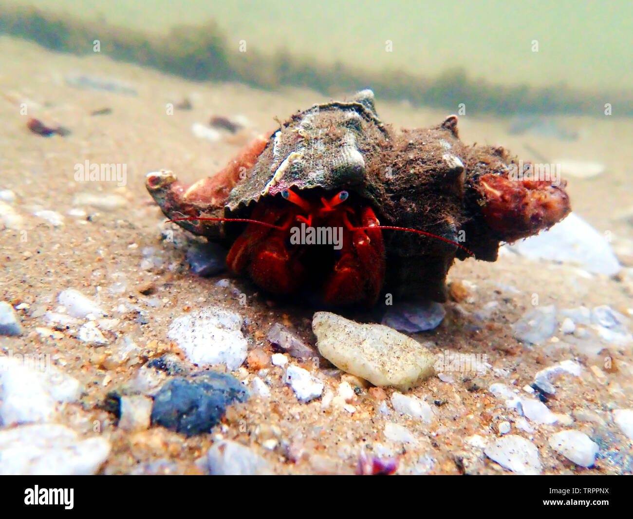 Dardanus species hi-res stock photography and images - Alamy