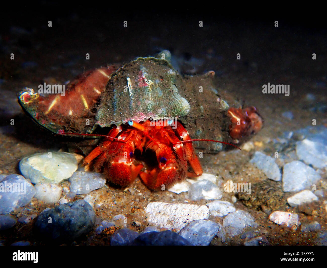 Dardanus species hi-res stock photography and images - Alamy