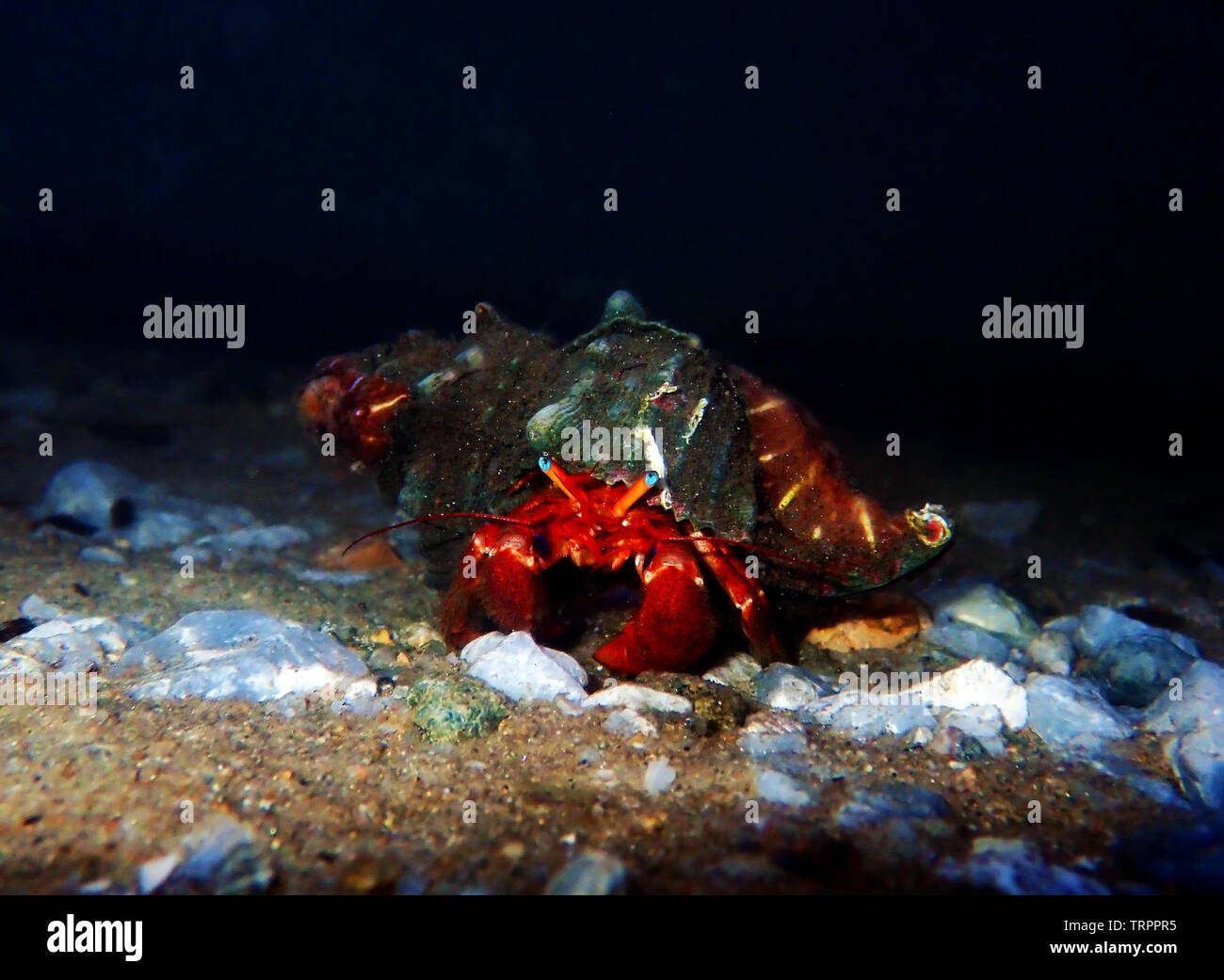 Dardanus species hi-res stock photography and images - Alamy