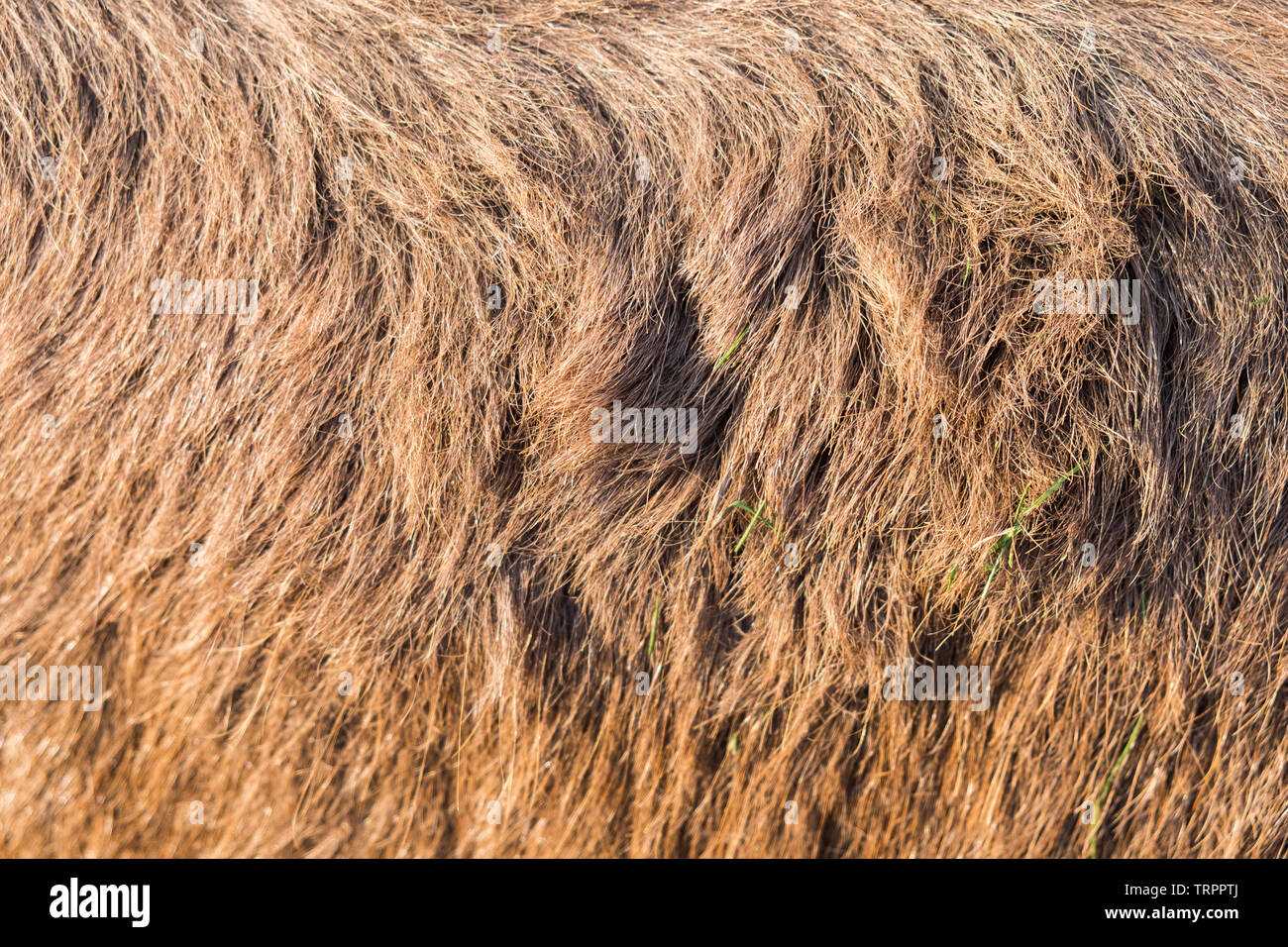 donkey brown fur texture background Stock Photo - Alamy