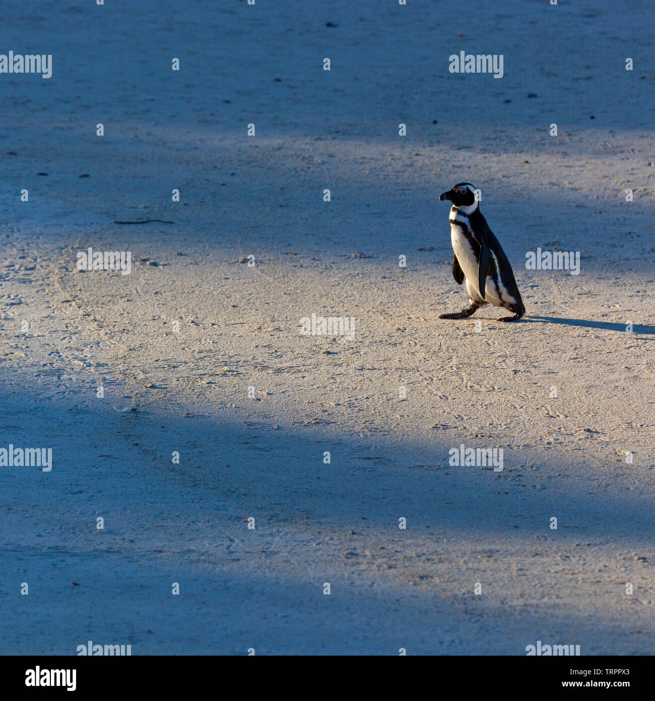AFRICAN PENGUIN, False Bay, South Africa, Africa Stock Photo - Alamy