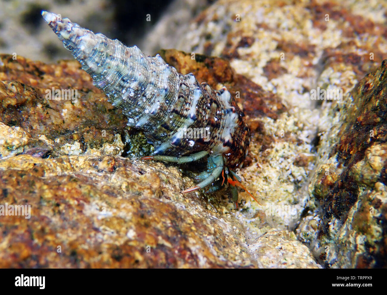 Small Mediterranean Hermit crab - Clibanarius erythropus Stock Photo ...