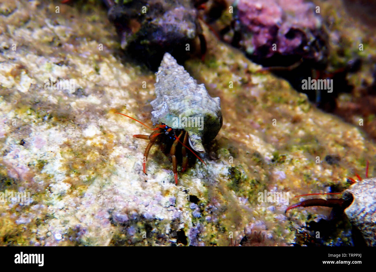 Small Mediterranean Hermit crab - Clibanarius erythropus Stock Photo ...