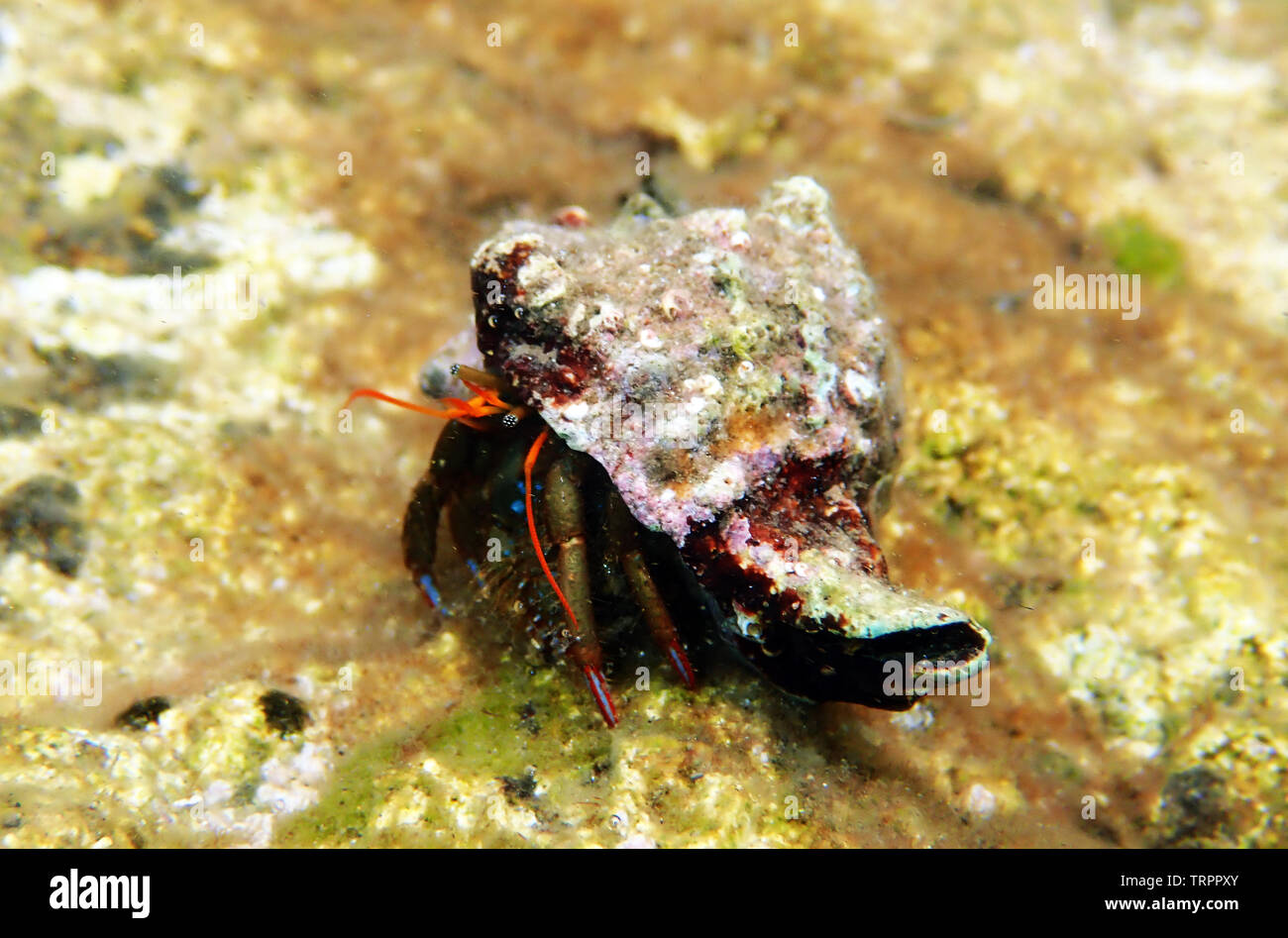 Small Mediterranean Hermit crab - Clibanarius erythropus Stock Photo ...