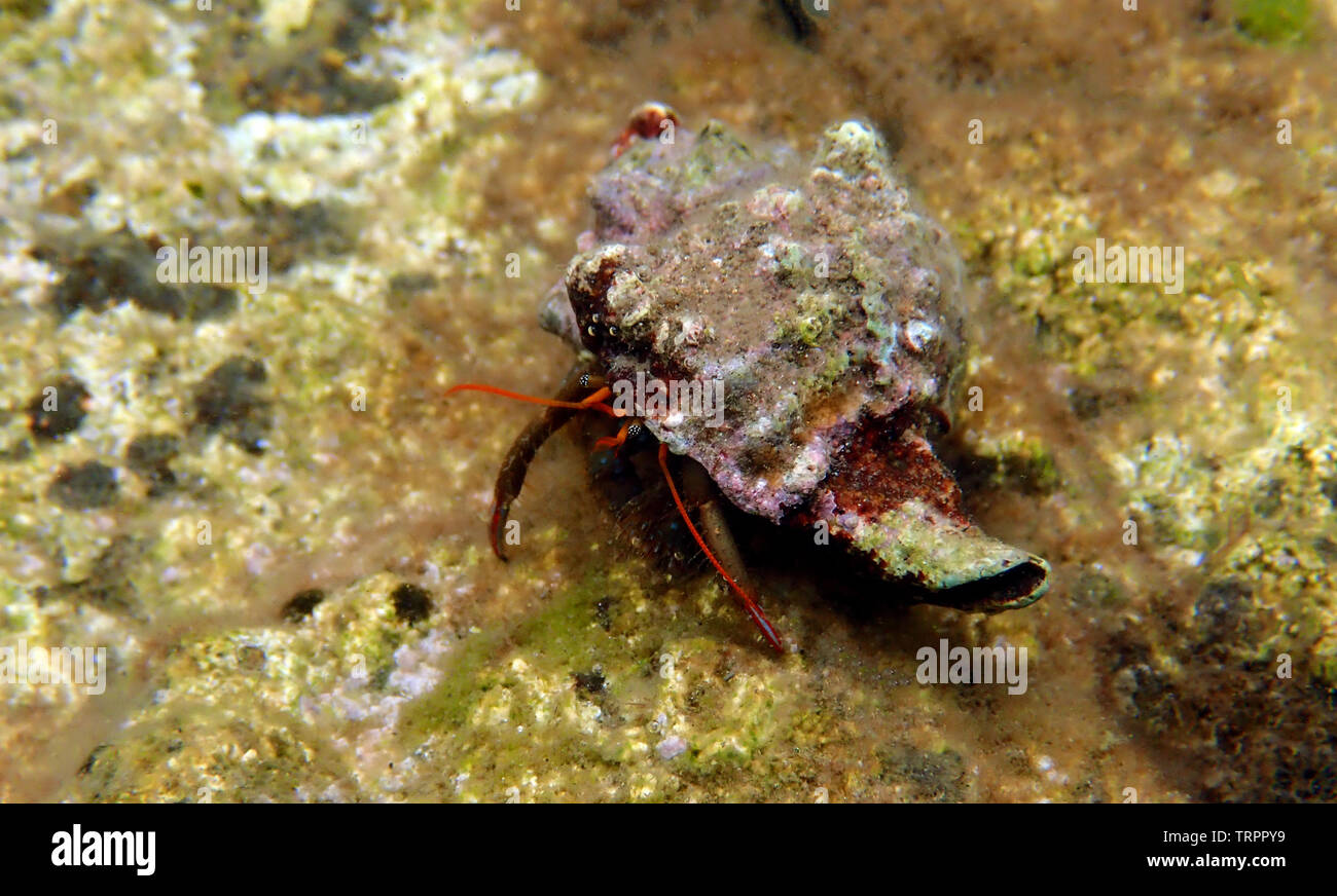 Small Mediterranean Hermit crab - Clibanarius erythropus Stock Photo ...